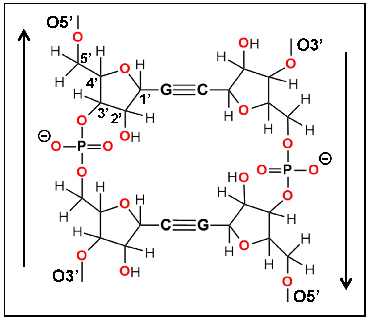 Prebiotic RNA engineering in a clay matrix: molecular modeling ...