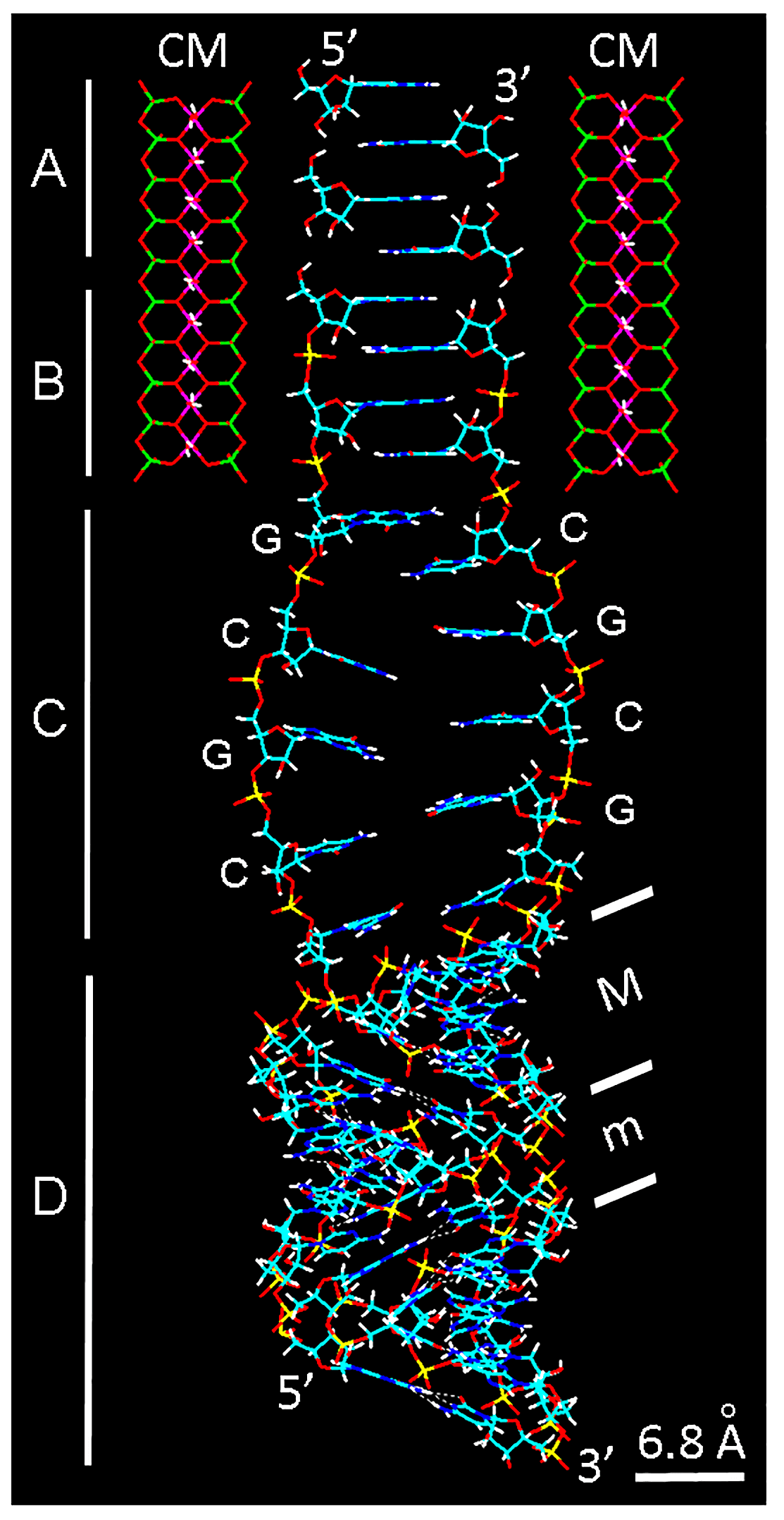 Prebiotic RNA engineering in a clay matrix: molecular modeling ...