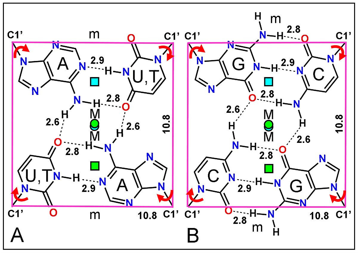 Prebiotic RNA engineering in a clay matrix: molecular modeling ...