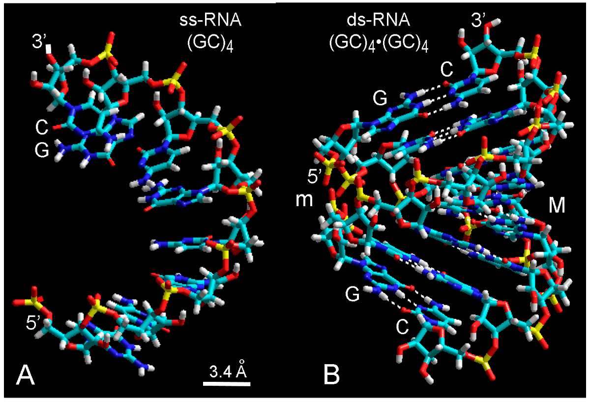 Prebiotic RNA engineering in a clay matrix: molecular modeling ...