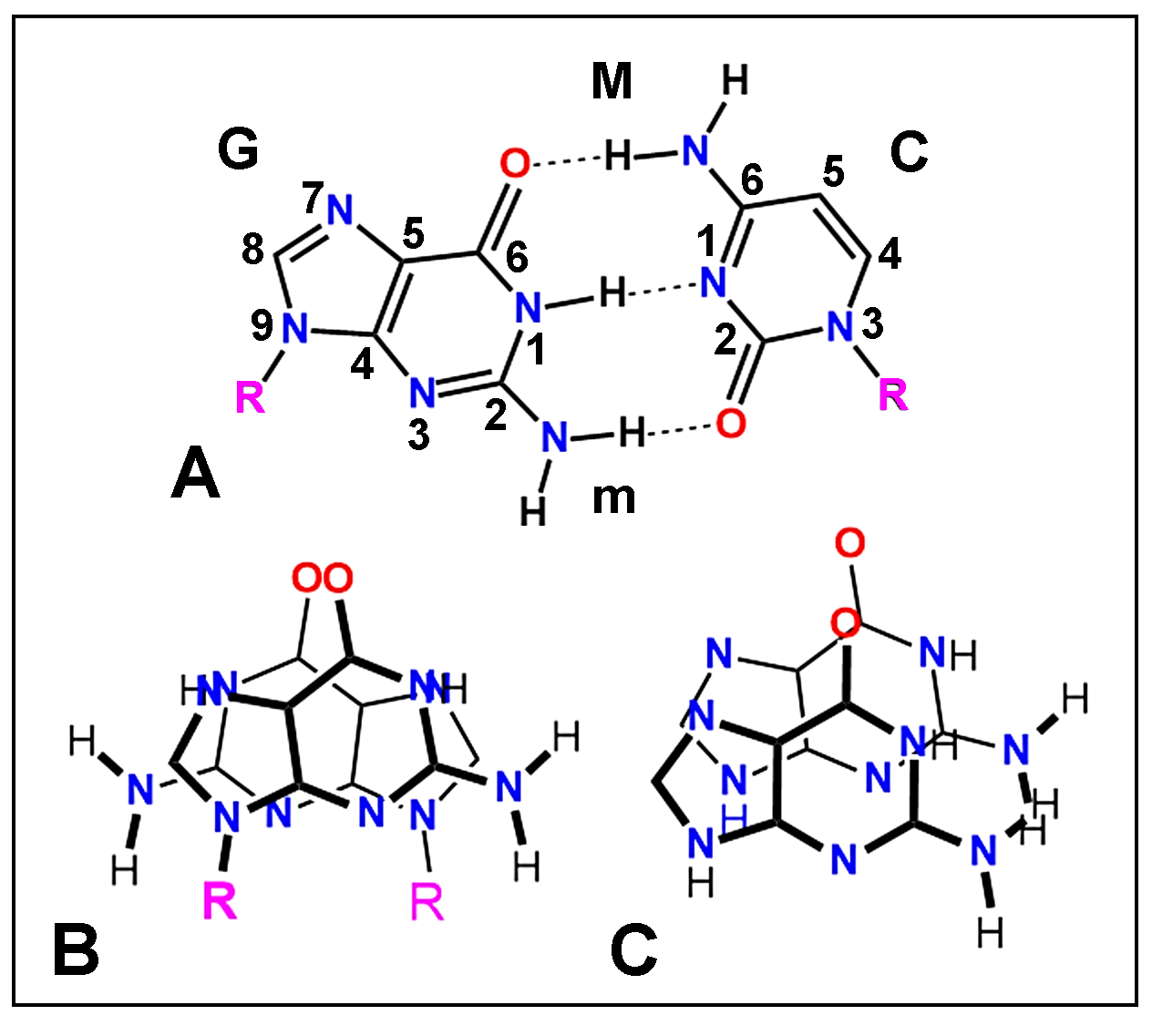 Prebiotic RNA engineering in a clay matrix: molecular modeling ...