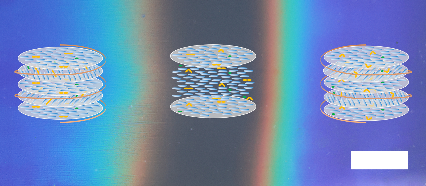 Patterned cholesteric liquid crystal polymer network film with ...