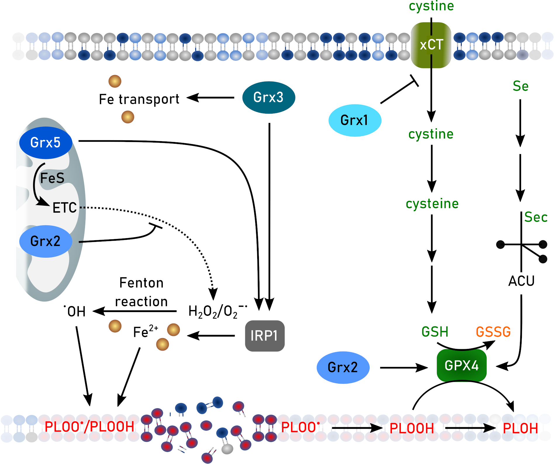 The role of redoxins in ferroptosis