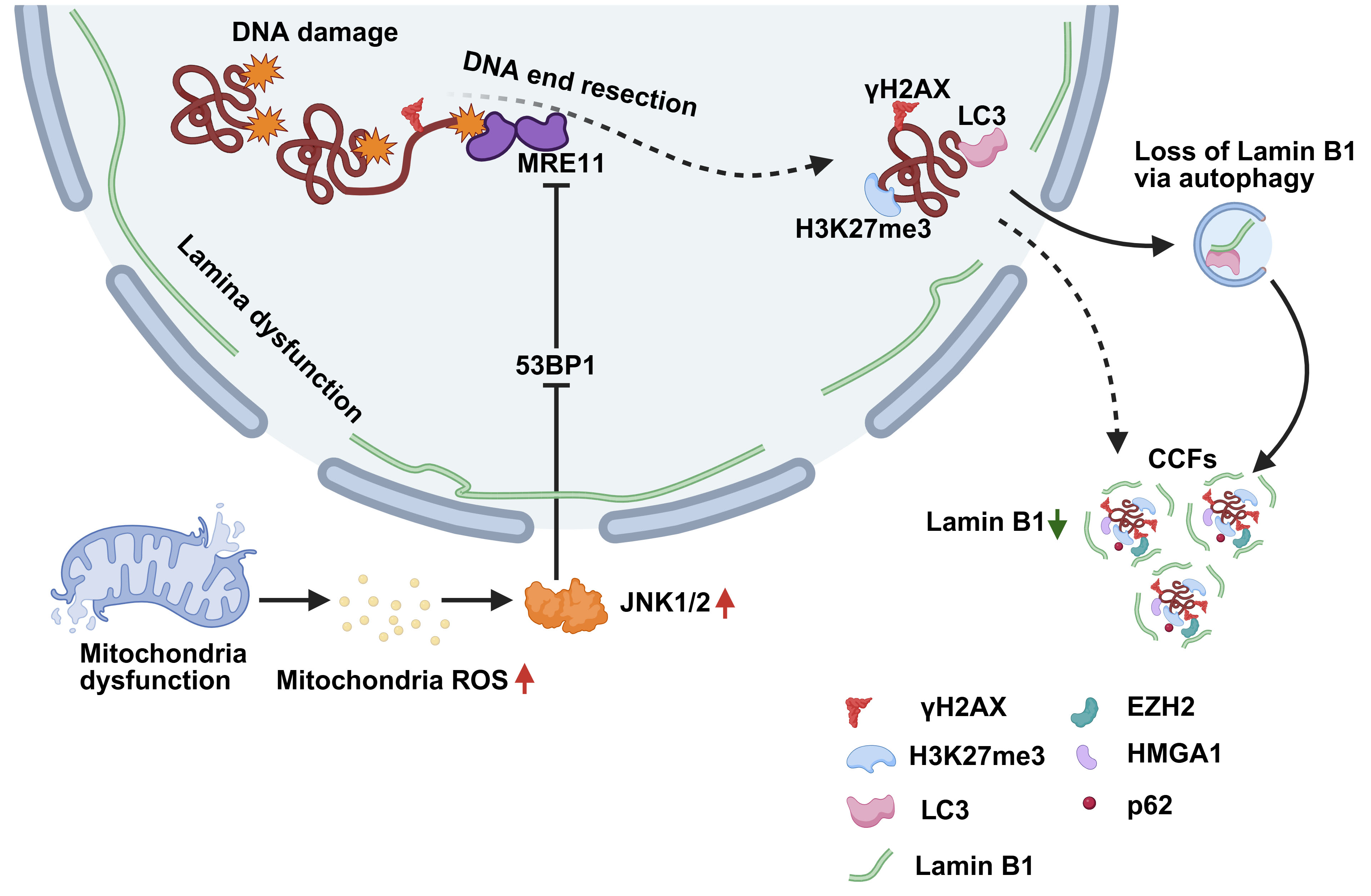 Cytoplasmic chromatin fragments: Divergent roles in senescence and ...