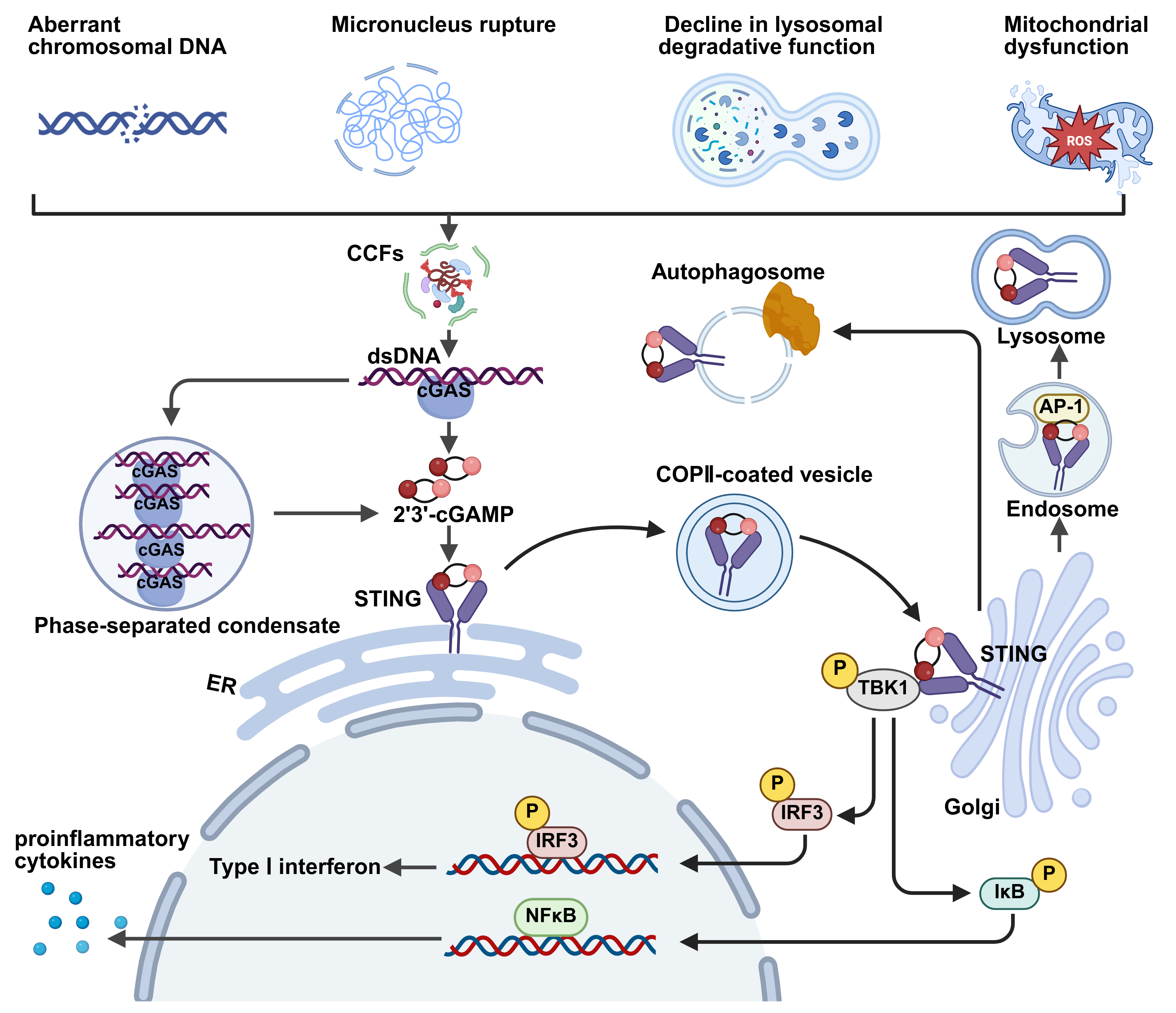 Cytoplasmic chromatin fragments: Divergent roles in senescence and ...