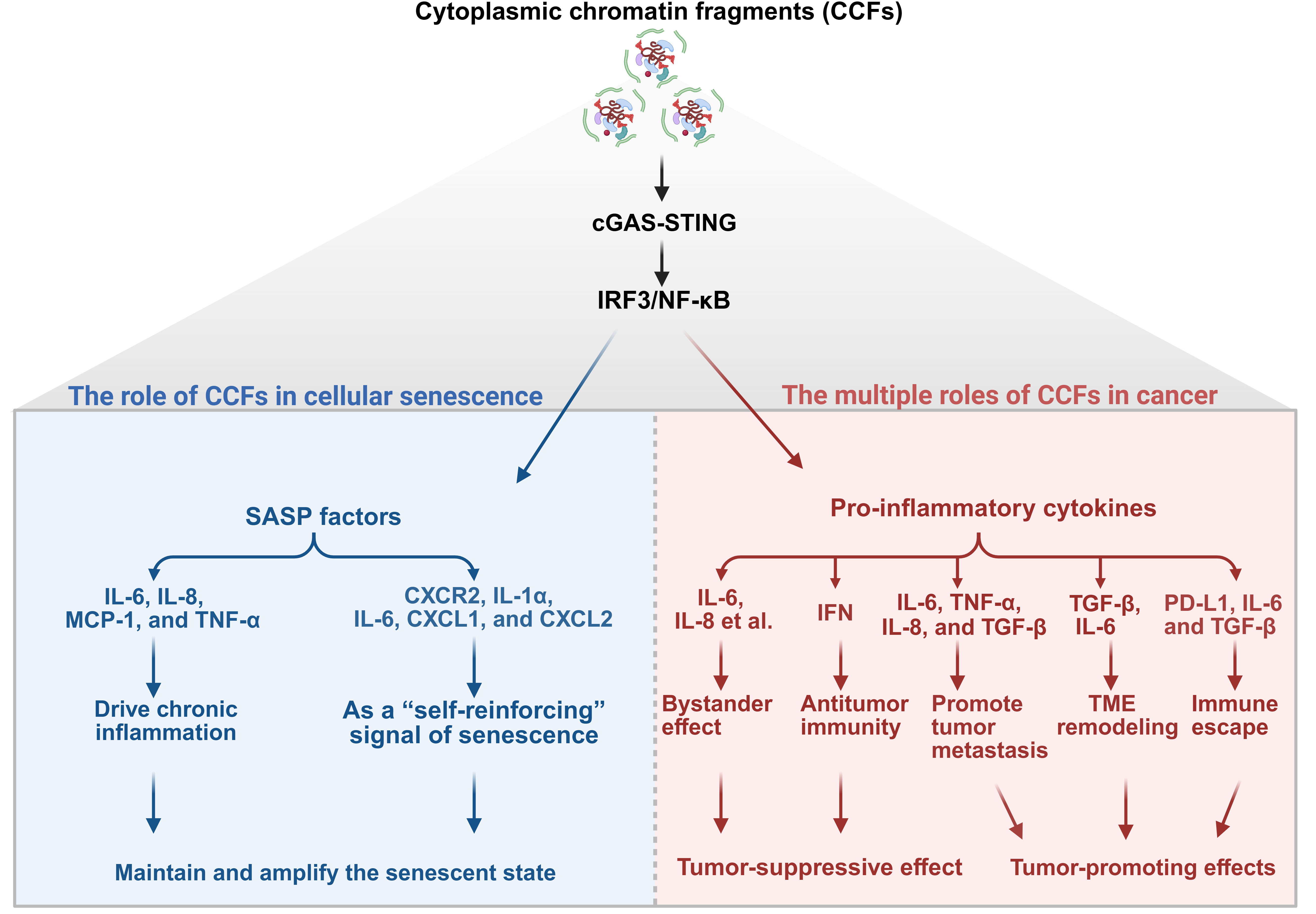 Cytoplasmic chromatin fragments: Divergent roles in senescence and cancer